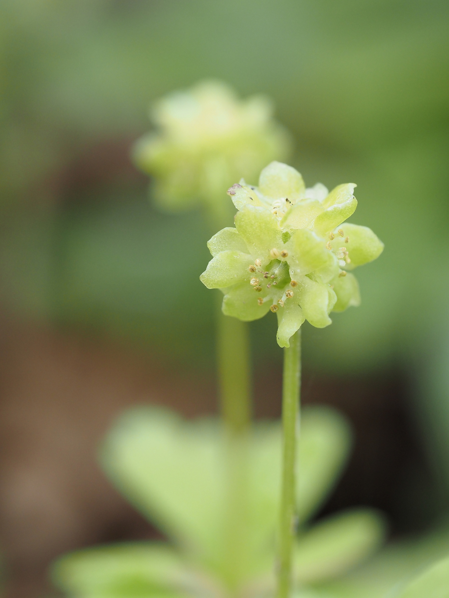Adoxaceae
